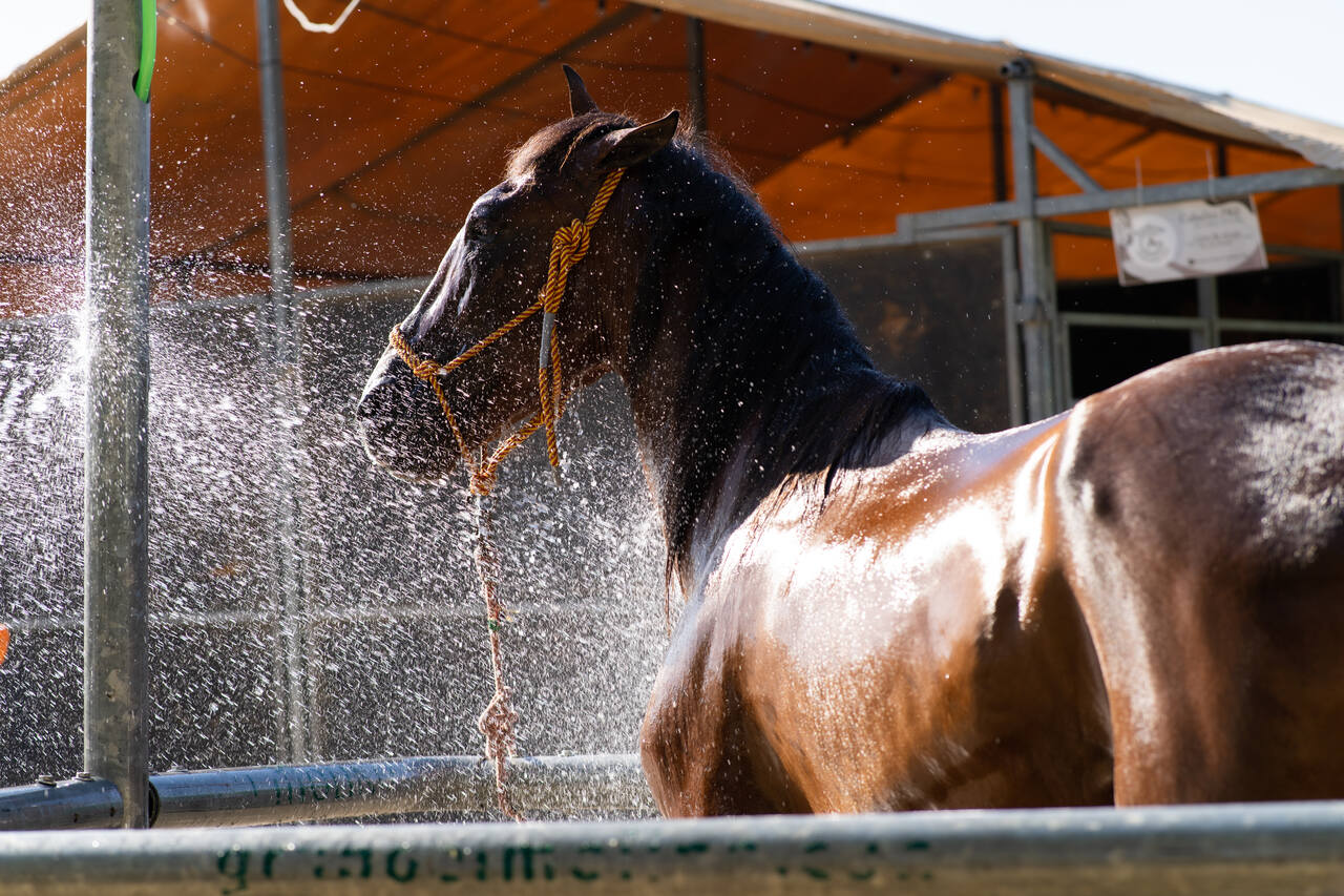 Dolores lleva a FITUR, la feria de ganado, la alcachofa, el turismo ...